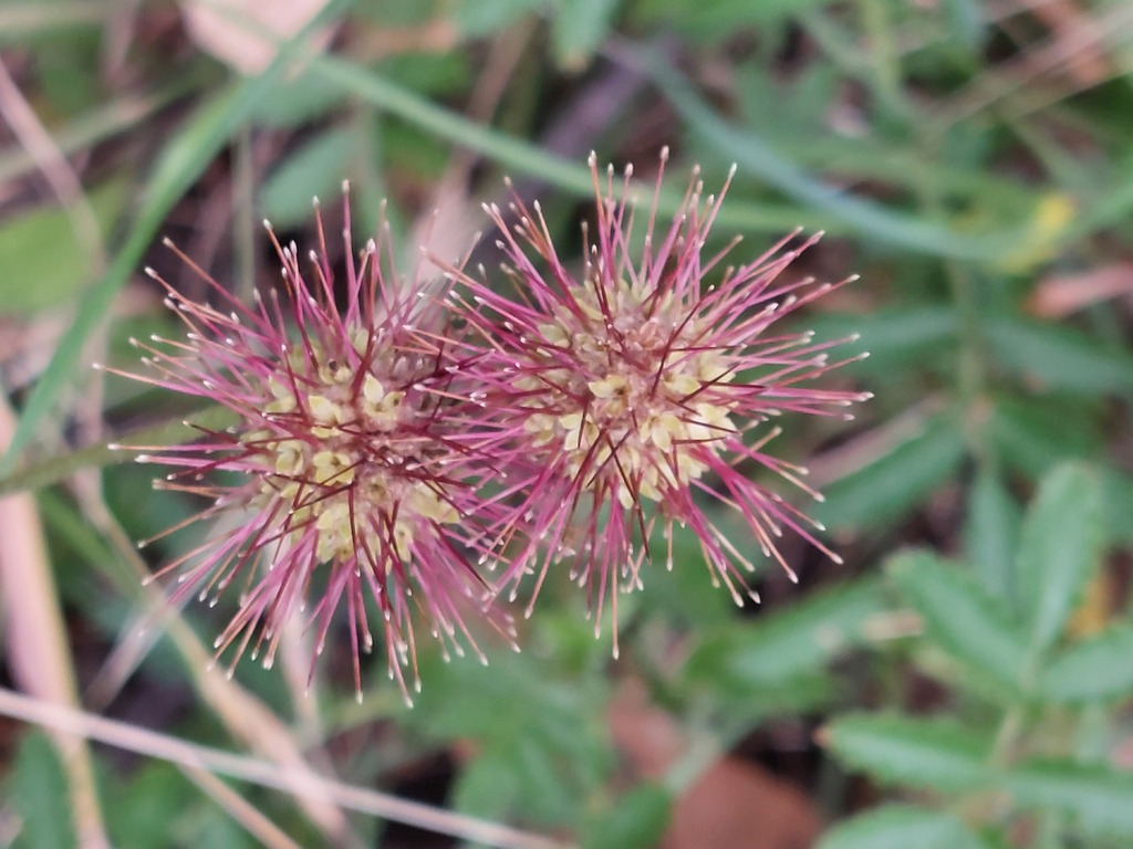 Biddy-biddy from Adelaide SA, Australia on December 7, 2023 at 11:47 AM ...