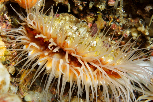 Spiny File Clam (Lima lima)
