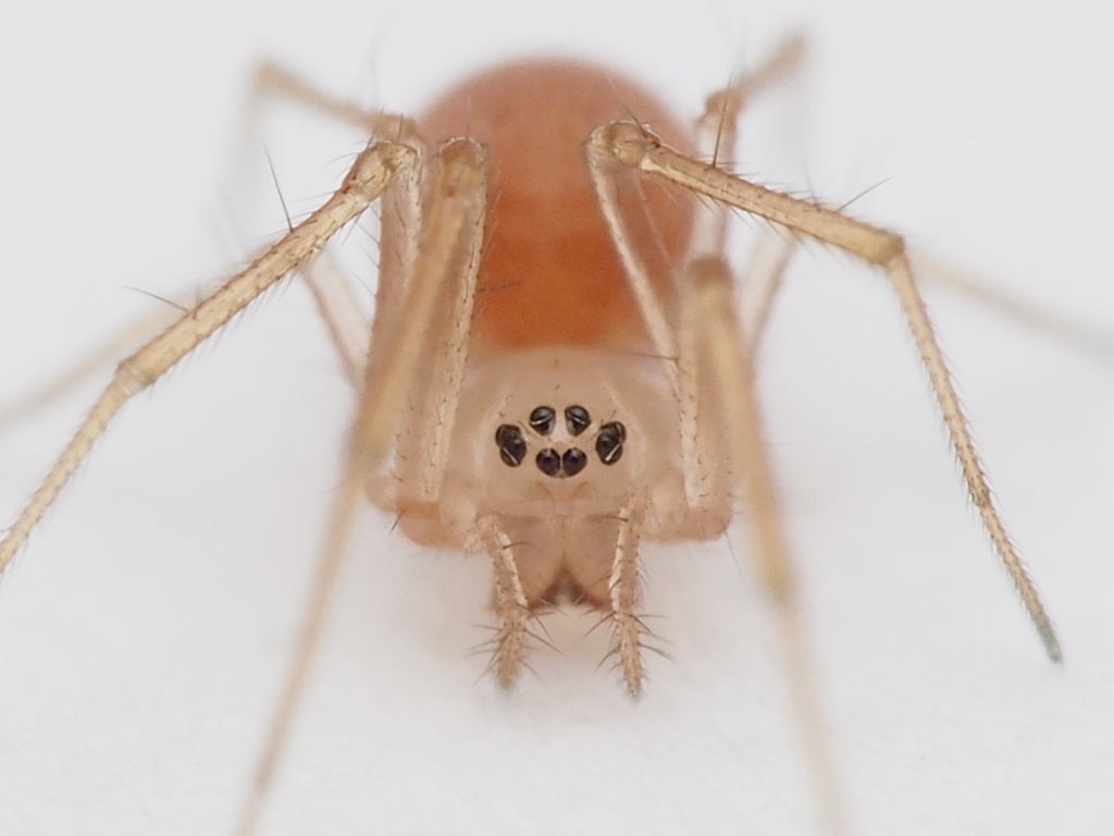 Diploplecta from North Island, Kaeo, Northland, NZ on December 27, 2023 ...