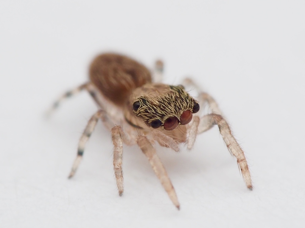 Jumping Spiders from North Island, Kaeo, Northland, NZ on December 22 ...