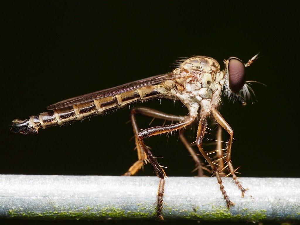 Cerdistus from North Island, Kaeo, Northland, NZ on December 22, 2023 ...