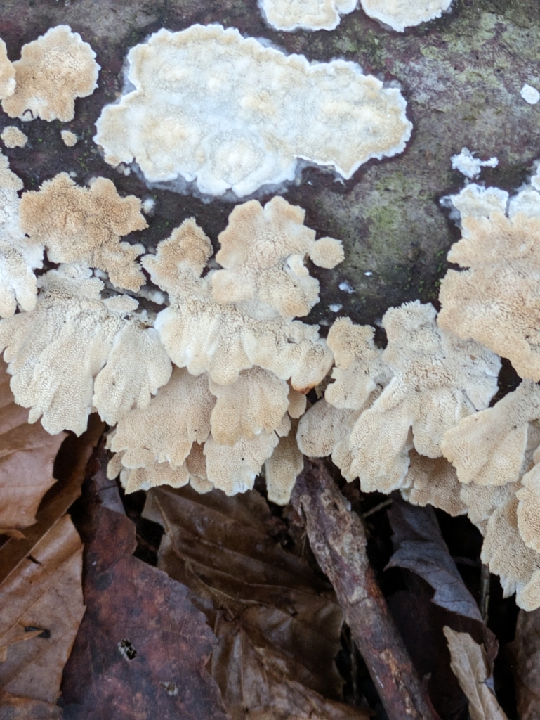 Milk-white Toothed Polypore from Jim Thorpe, PA 18229, USA on December ...