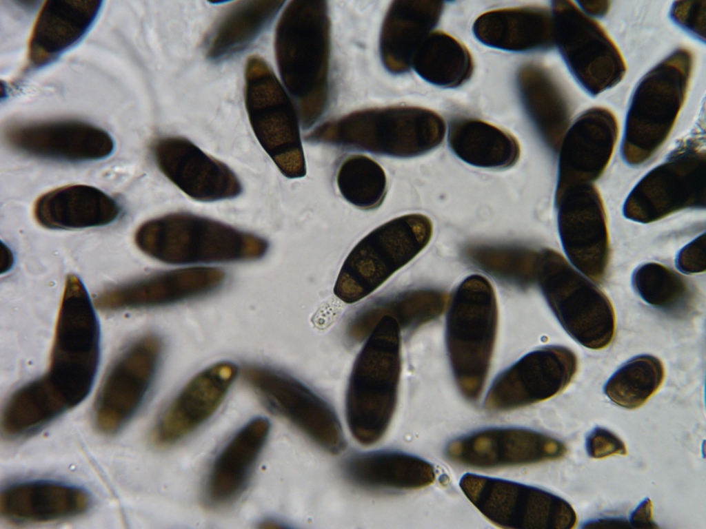 Hendersonula from Burlington, ON, Canada on December 24, 2023 at 09:04 ...