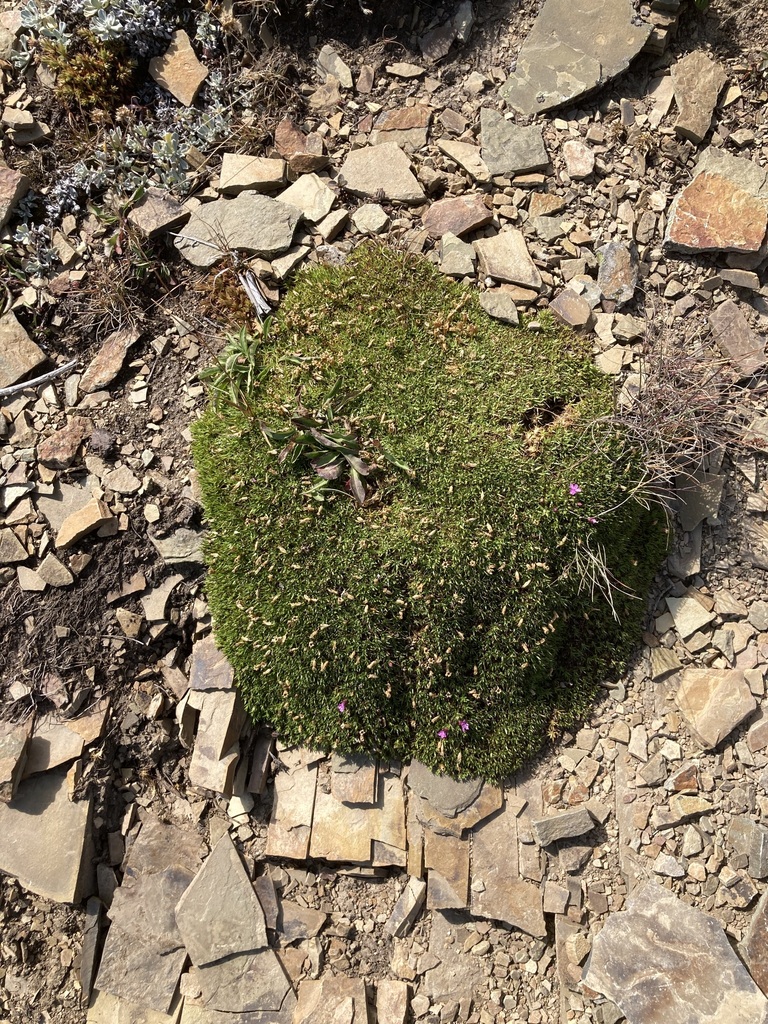 Moss Campion from East Kootenay, BC, Canada on July 29, 2023 at 11:14 ...
