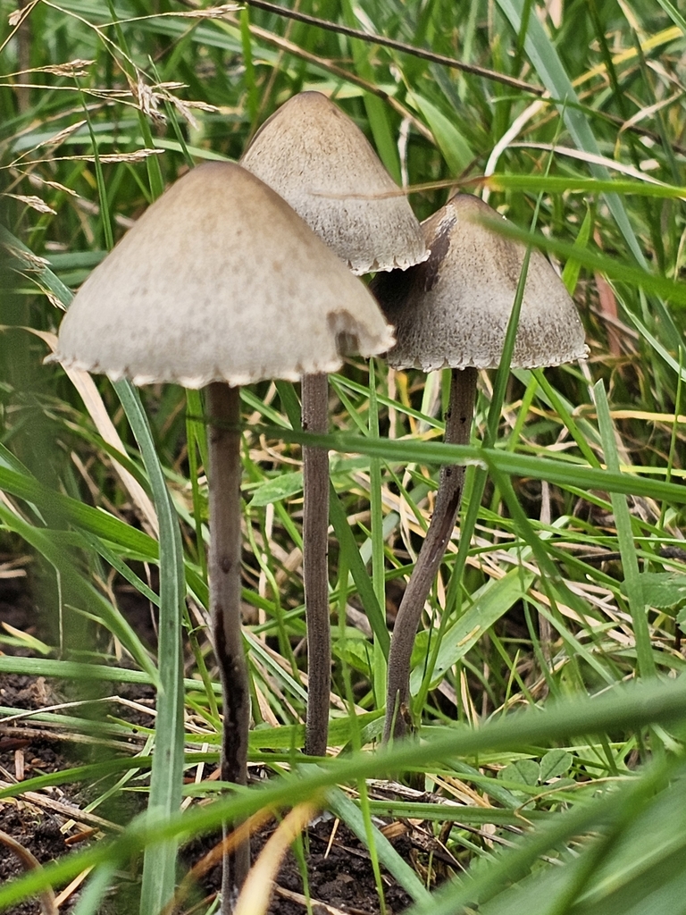 Mottlegills in December 2023 by Toni Sardelis · iNaturalist