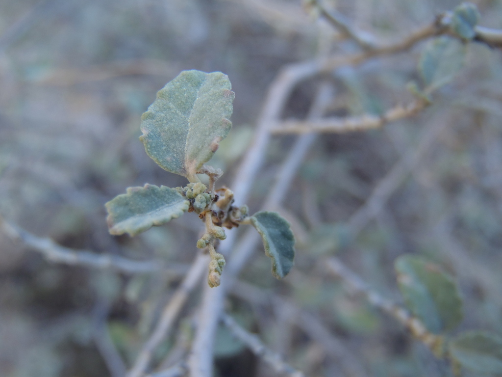 Western Bernardia from Pima County, AZ, USA on December 26, 2023 at 02: ...