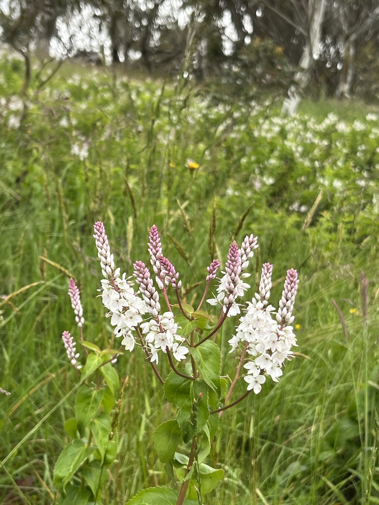derwent speedwell from Alpine National Park, Dargo, VIC, AU on December ...