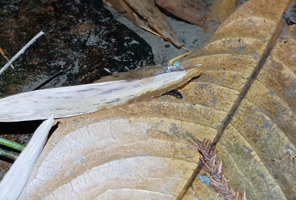 Aquatica ficta from 116台灣台北市文山區木柵 on December 26, 2023 at 08:01 PM by ...