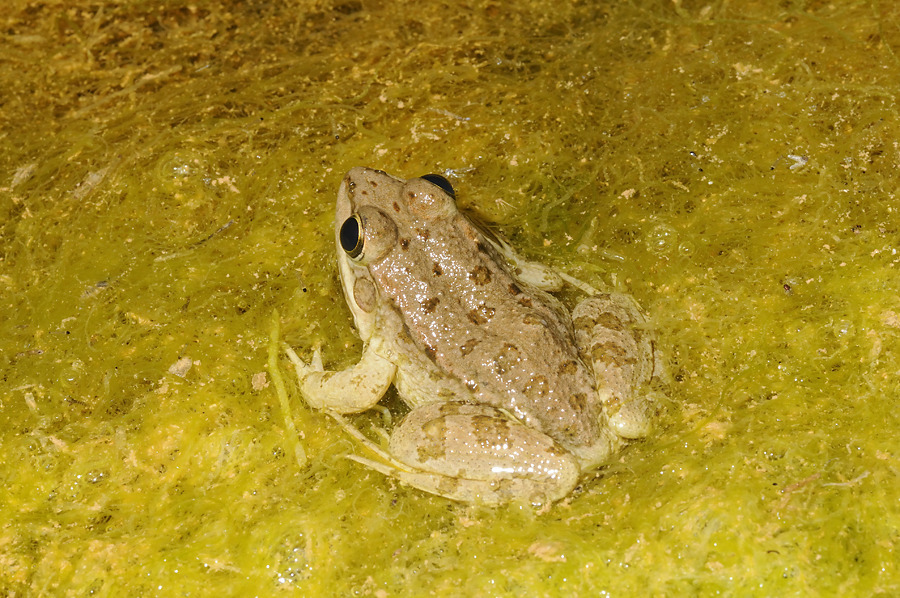 Sahara Frog (Reptiles and Amphibians of Morocco) · iNaturalist