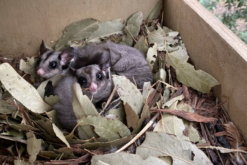 Sugar Glider from St Andrews VIC 3761, Australia on December 27, 2023 ...