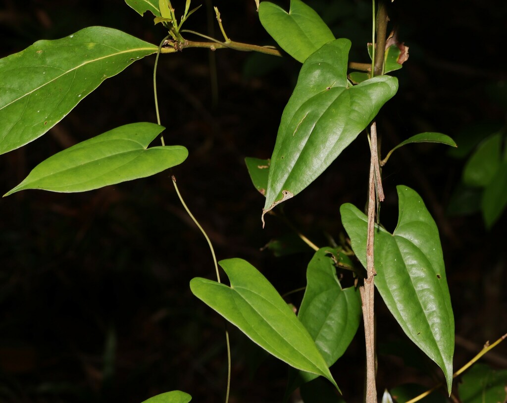 Common Yam Vine from North Maleny QLD 4552, Australia on December 27, 2023 at 10:42 AM by Greg ...
