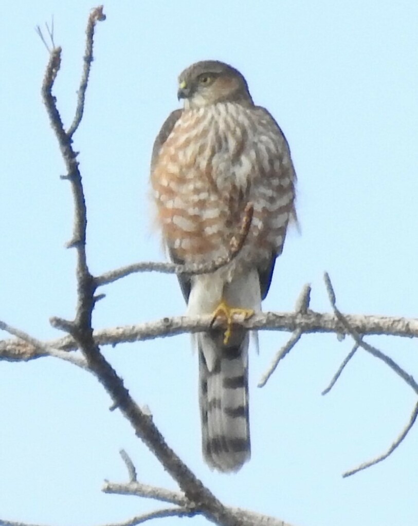 Northern Sharp-shinned Hawk from Stateline, NV, USA on December 26 ...