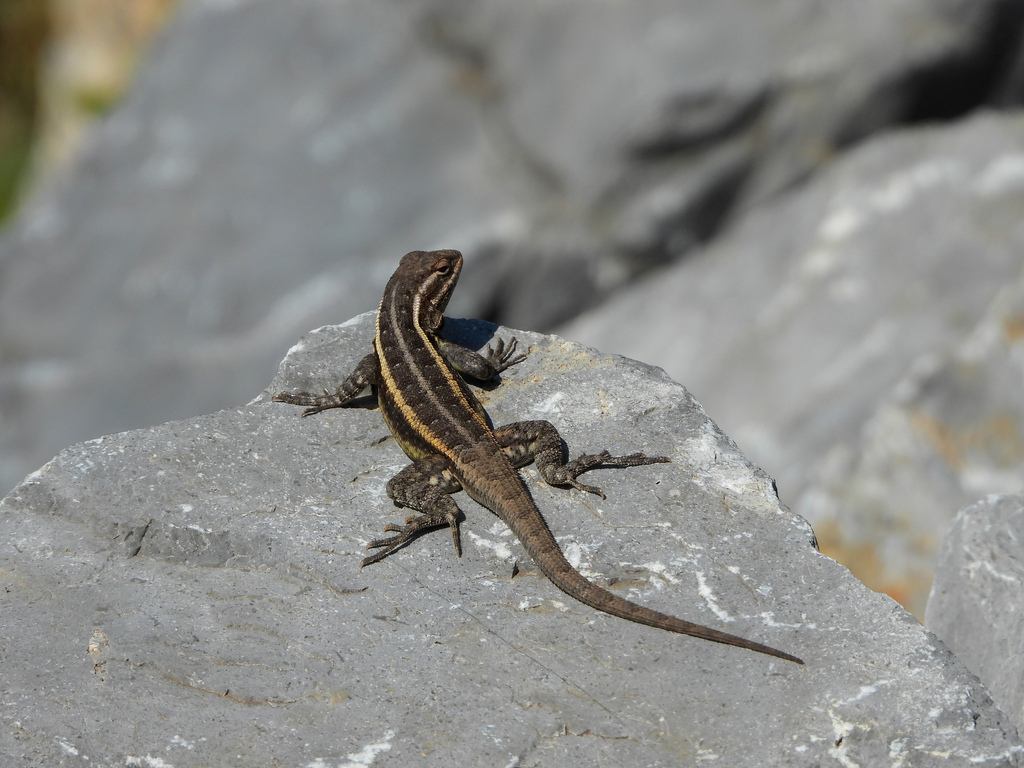 Rose-bellied Lizard from Acultzingo, Ver., México on December 21, 2023 ...