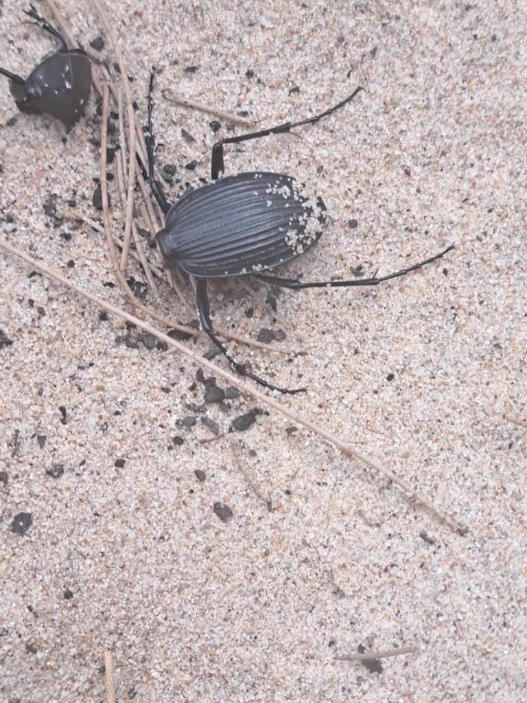 Pamborus from Upper Colo NSW 2756, Australia on December 26, 2023 at 01 ...
