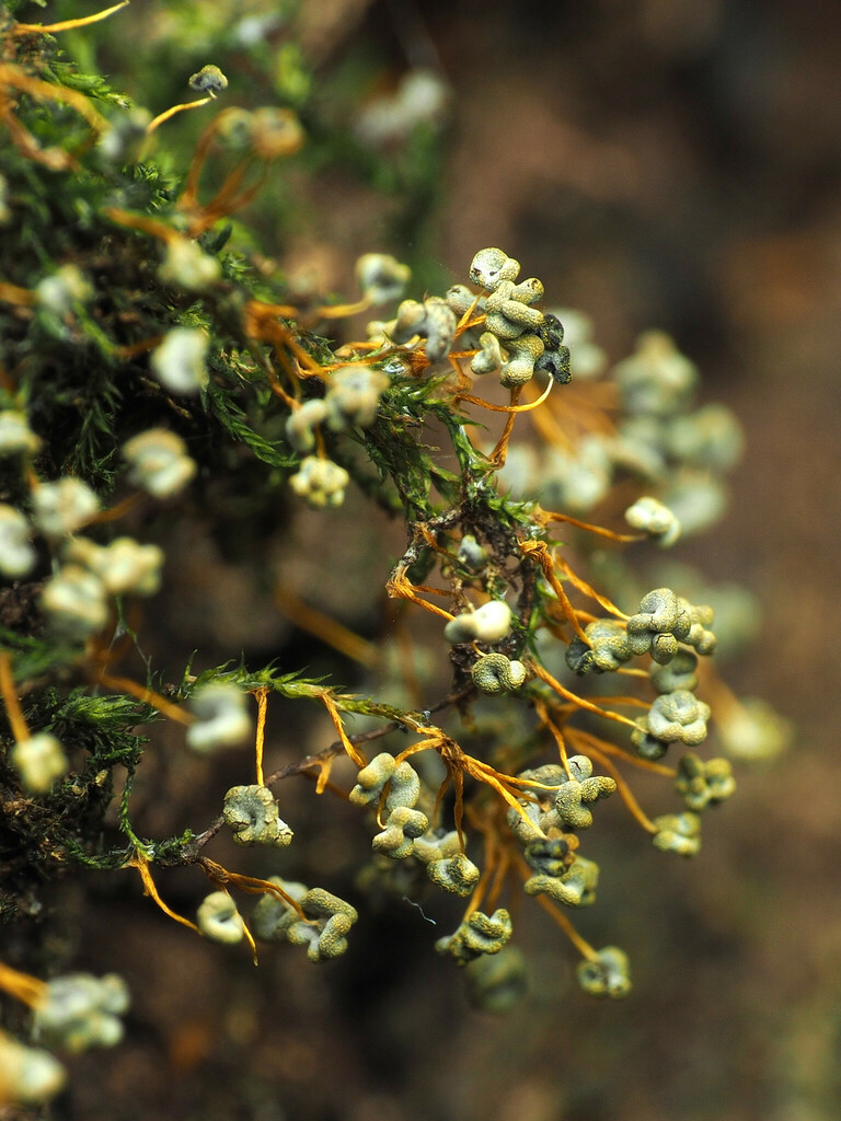 Many-Headed Slime from Northwest Washington, Washington, DC, USA on ...