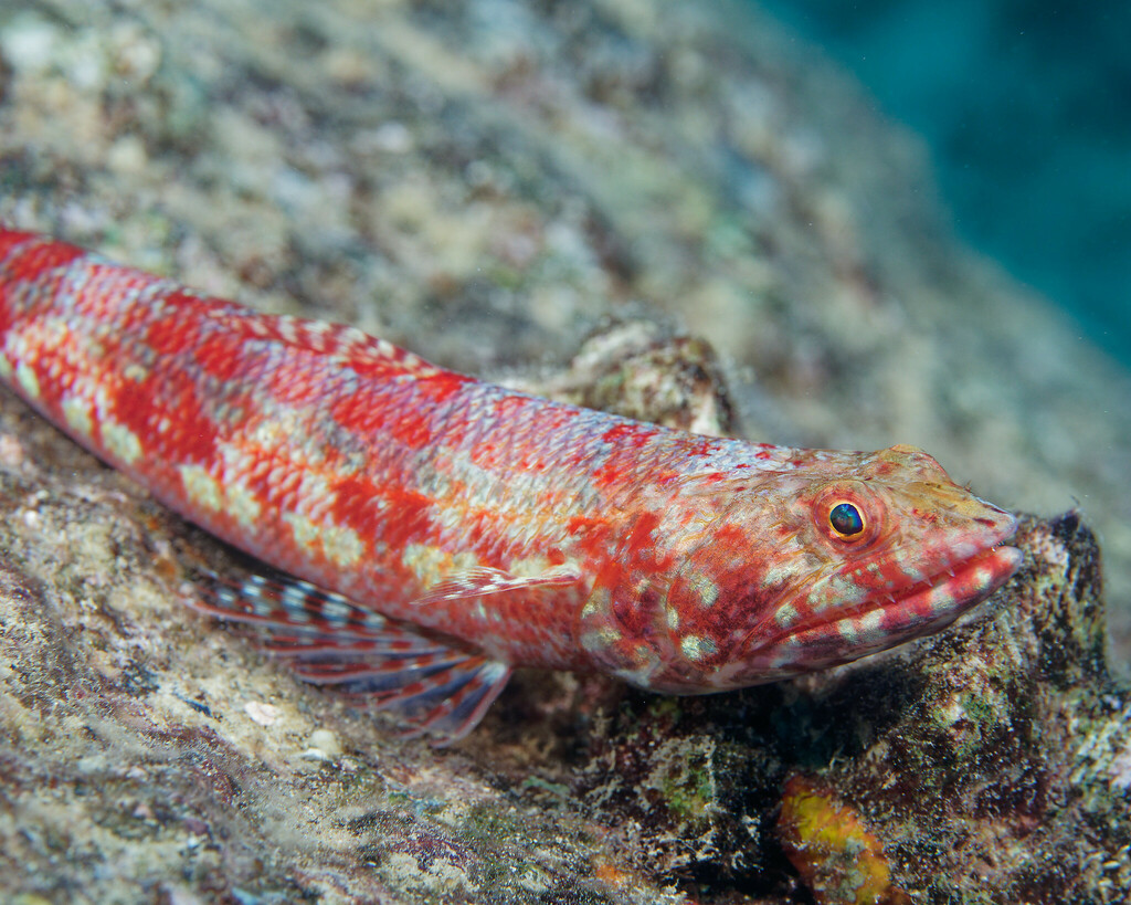 Variegated Lizardfish from Honolulu County, HI, USA on December 25 ...