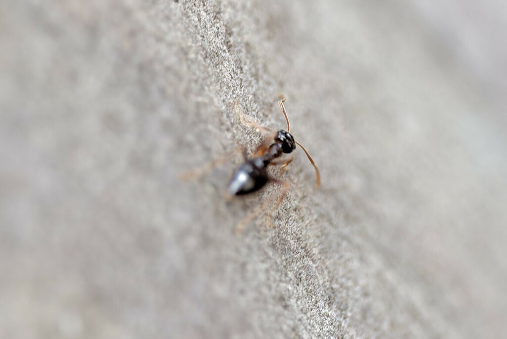 American Winter Ant in December 2023 by Corey Farwell · iNaturalist