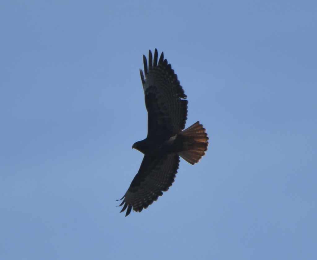 Red-tailed Hawk from Galeana, N.L., México on November 5, 2023 at 11:04 ...