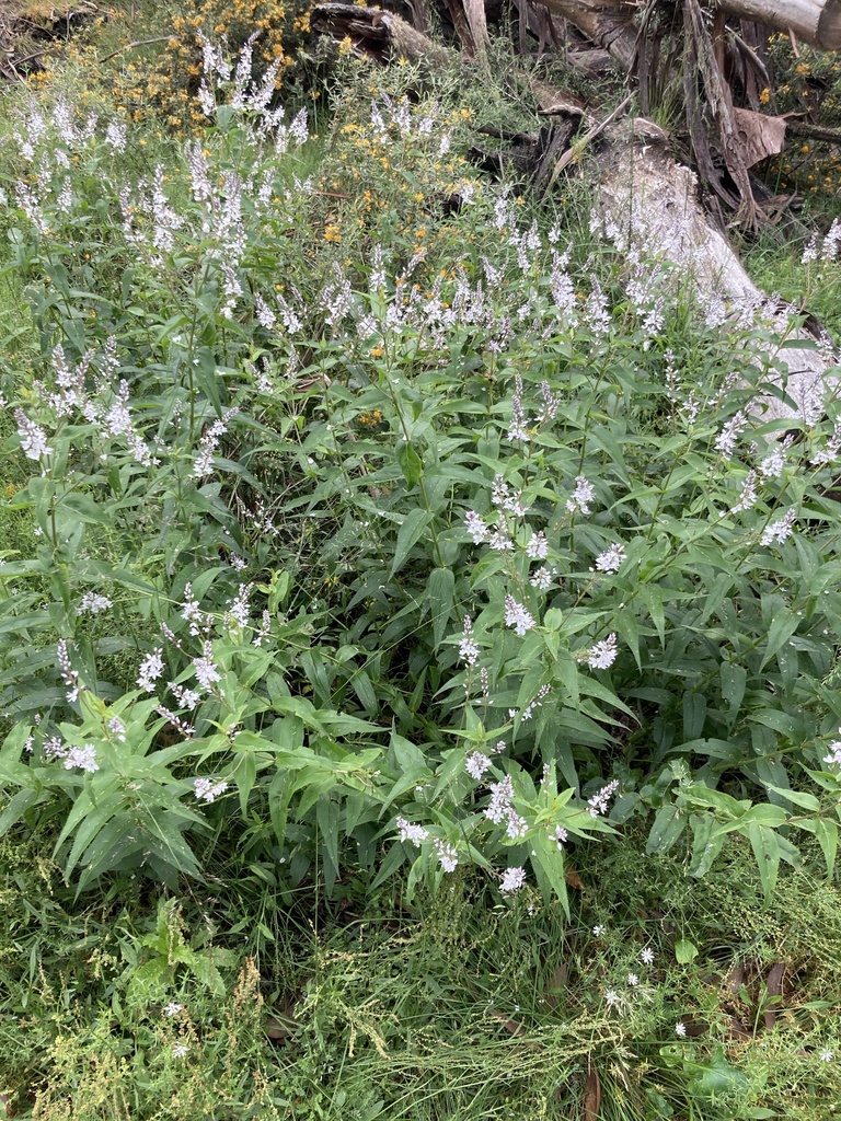 derwent speedwell from Australian Alps - Victoria, AU-VI, AU on ...