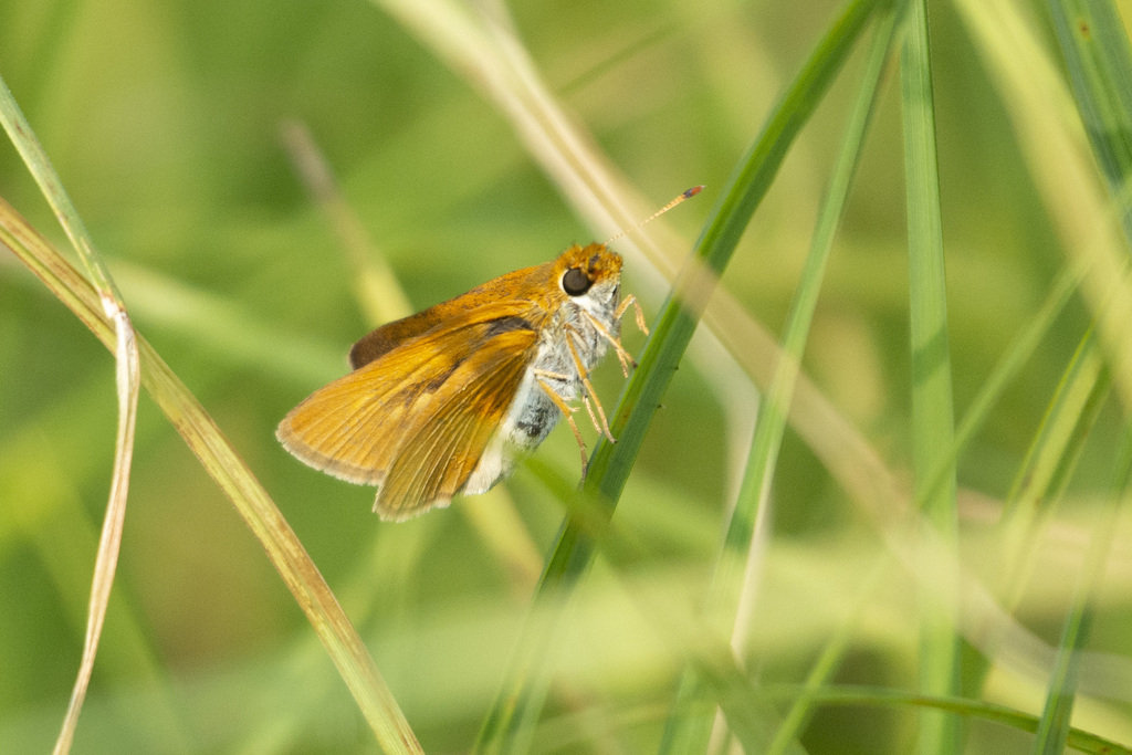 Two-spotted Skipper from St Lawrence County, NY, USA on July 1, 2023 at ...