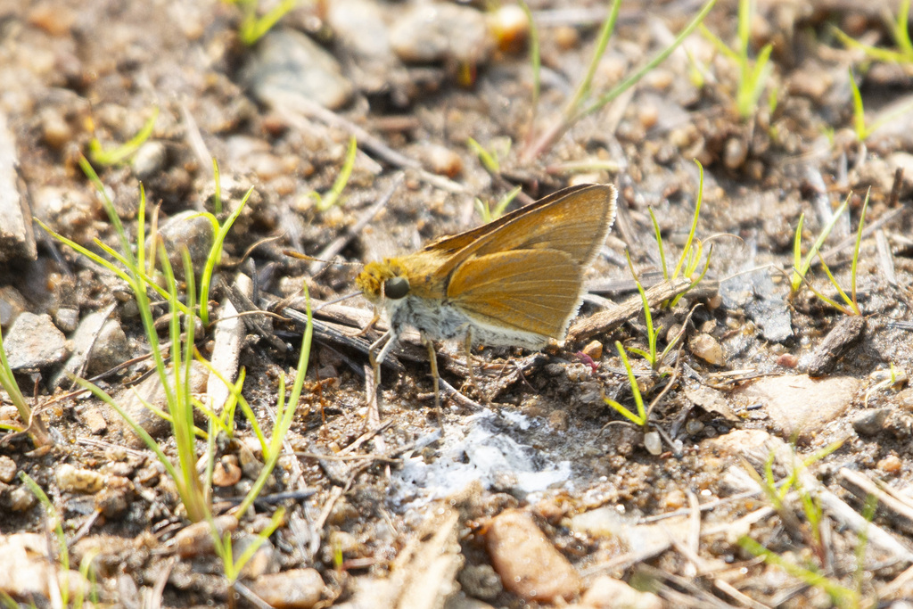 Two-spotted Skipper from St Lawrence County, NY, USA on July 1, 2023 at ...
