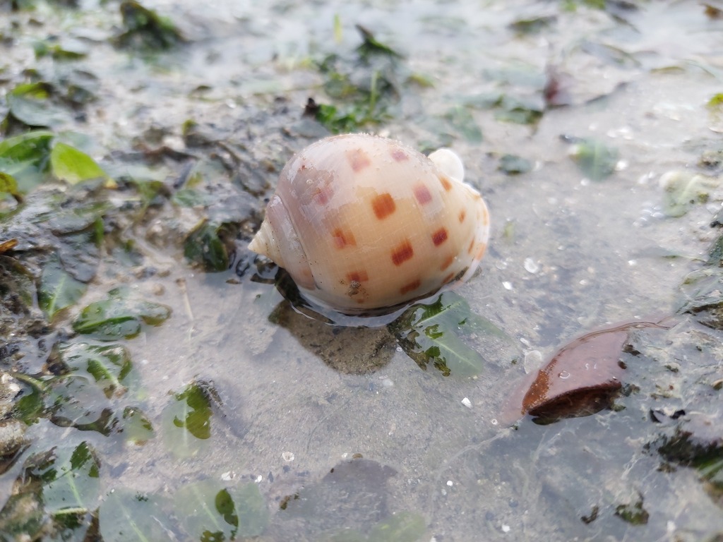 Ball Helmet Snail from East, SG on July 6, 2023 at 07:40 AM by Ng Yu ...