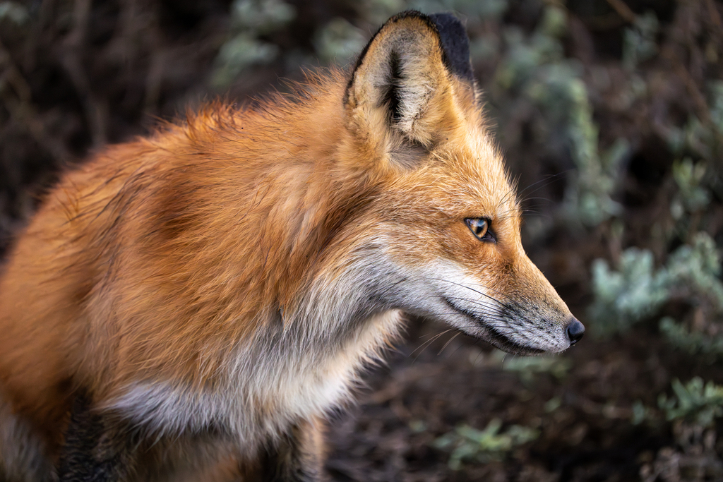 Red Fox from San Pedro, Los Angeles, CA, USA on December 23, 2023 at 07 ...