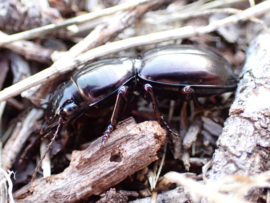 Broscinae in December 2023 by distinguished_orca · iNaturalist