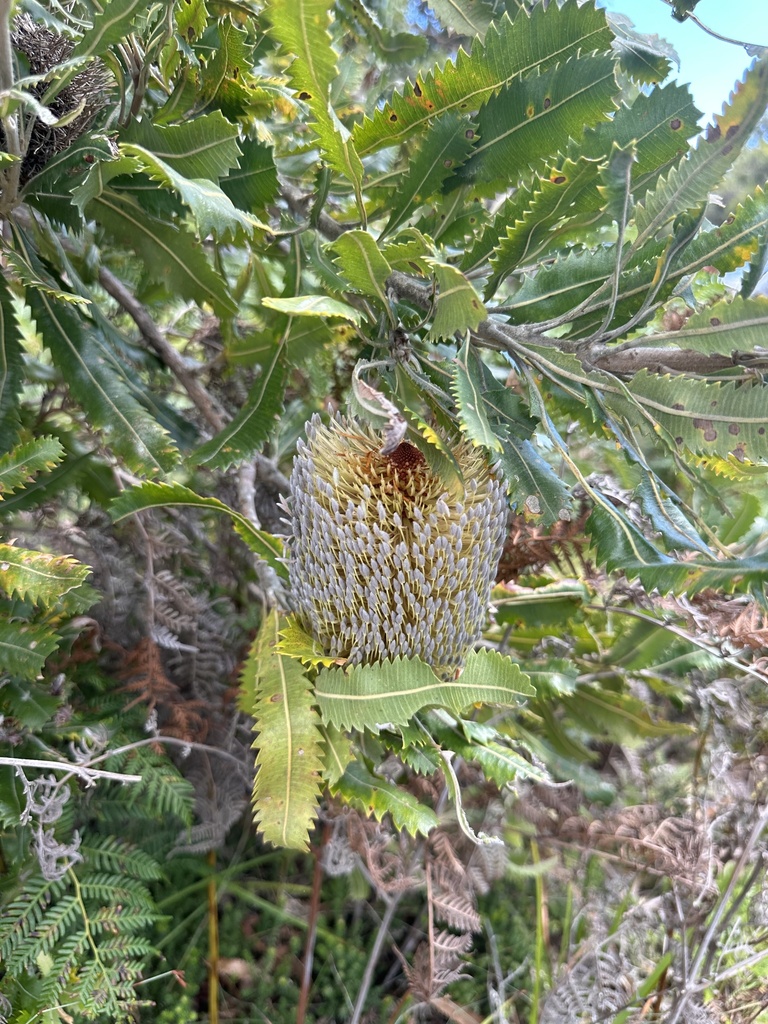 Old man banksia from Wilsons Promontory National Park, Wilsons ...