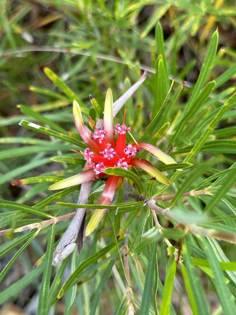 Mountain Devil from Brightwaters, NSW, AU on December 27, 2023 at 04:20 ...