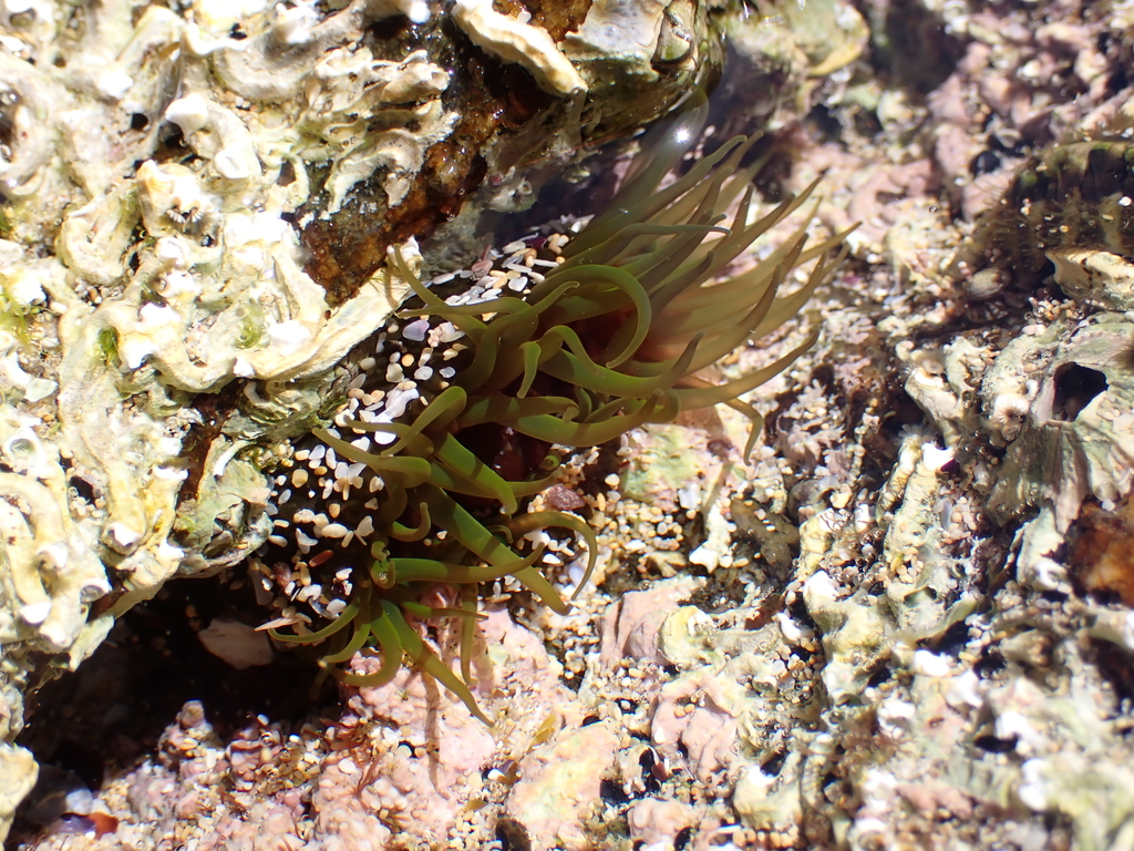 Green snakelock anemone in December 2023 by distinguished_orca ...