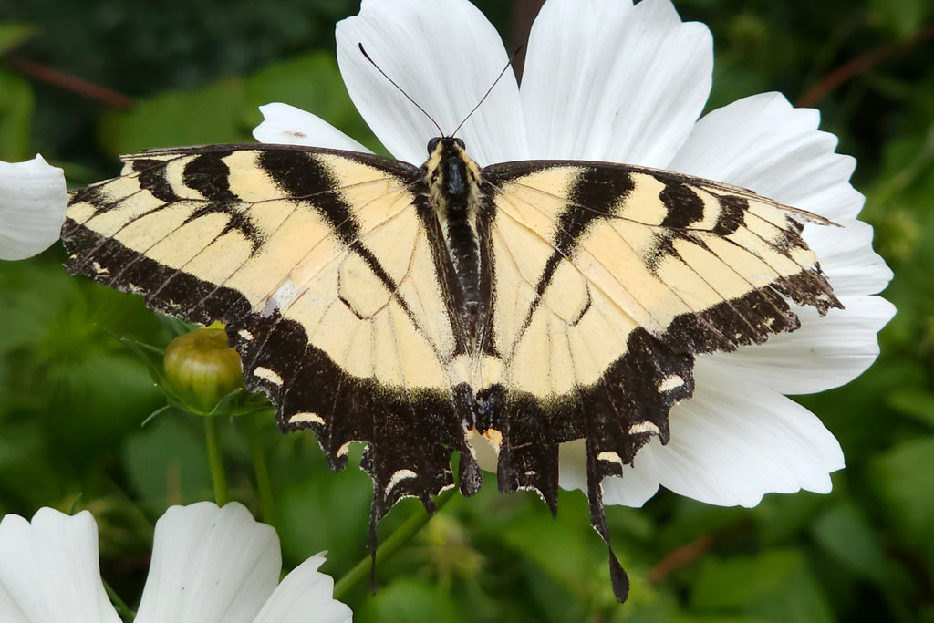Eastern Tiger Swallowtail from 1923 Ashland Ave, St Paul, MN 55104, USA ...