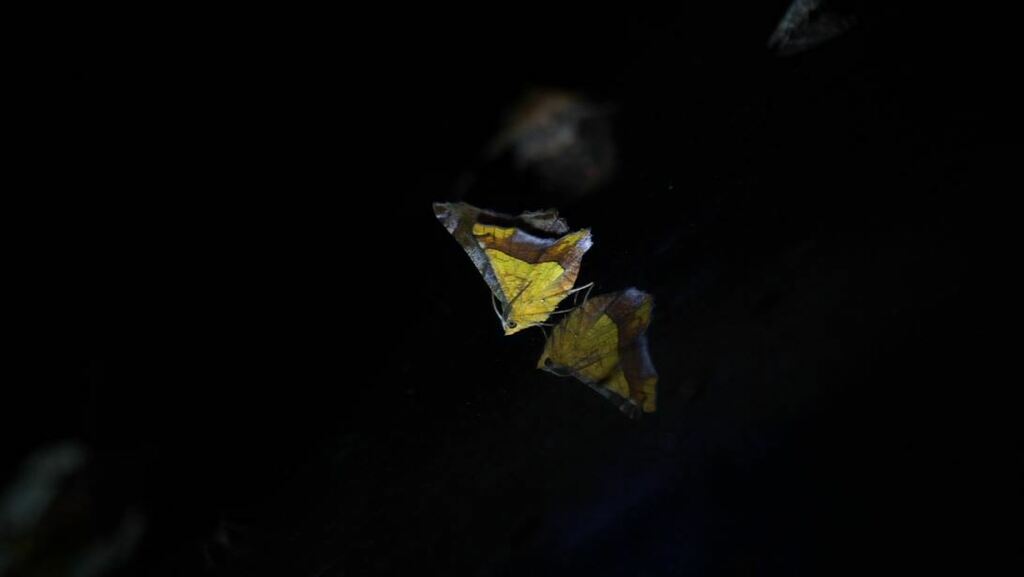 Butterflies and Moths from Mariyang H.Q. 791002 on May 20, 2022 at 11: ...