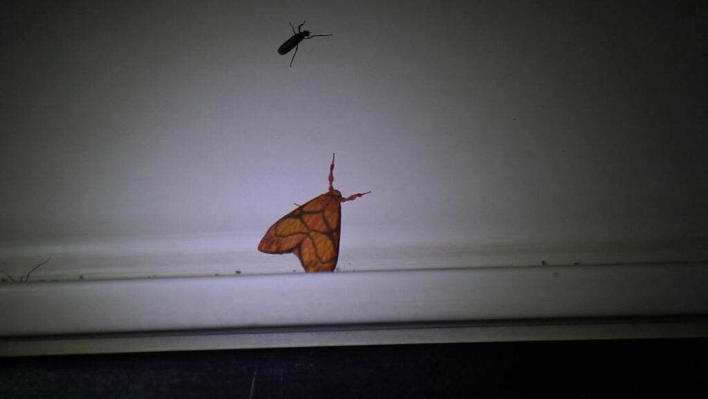 Butterflies and Moths from Mariyang H.Q. 791002 on May 20, 2022 at 11: ...