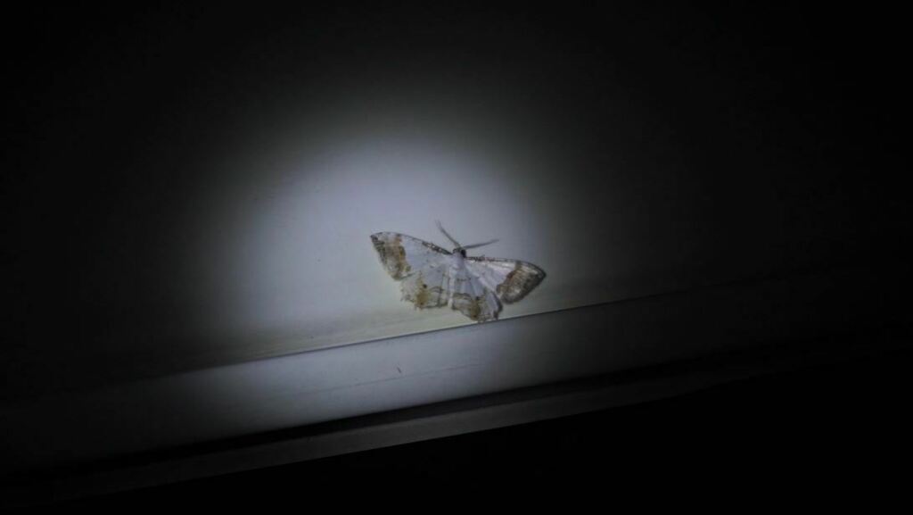 Epiplema bicaudata from Mariyang H.Q. 791002 on May 20, 2022 at 11:55 ...