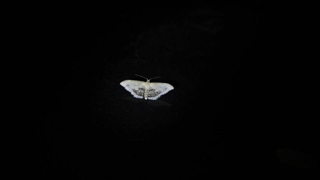 Butterflies and Moths from Mariyang H.Q. 791002 on May 20, 2022 at 11: ...