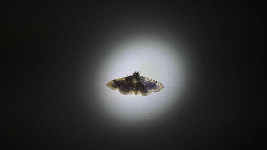 Pearl Moths from Mariyang H.Q. 791002 on May 20, 2022 at 11:55 AM by ...