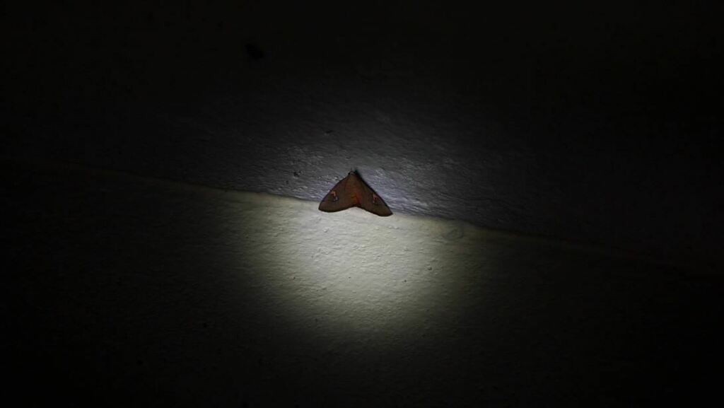 Butterflies and Moths from Mariyang H.Q. 791002 on May 20, 2022 at 11: ...