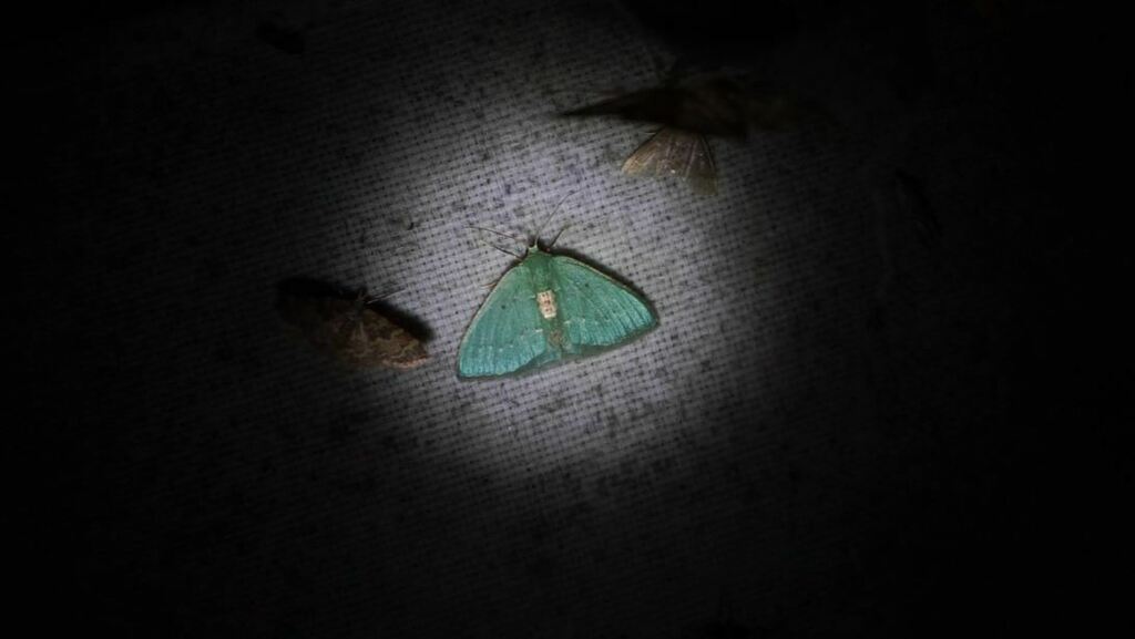 Emerald Moths from Mariyang H.Q. 791002 on May 20, 2022 at 11:55 AM by ...