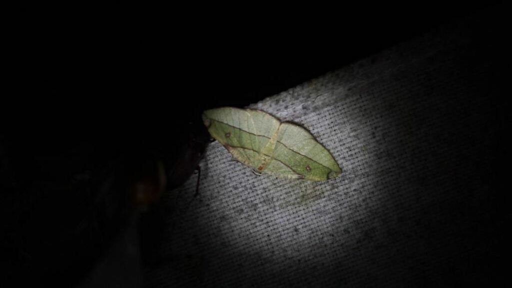 Hypochrosis hyadaria from Mariyang H.Q. 791002 on May 20, 2022 at 11:55 ...