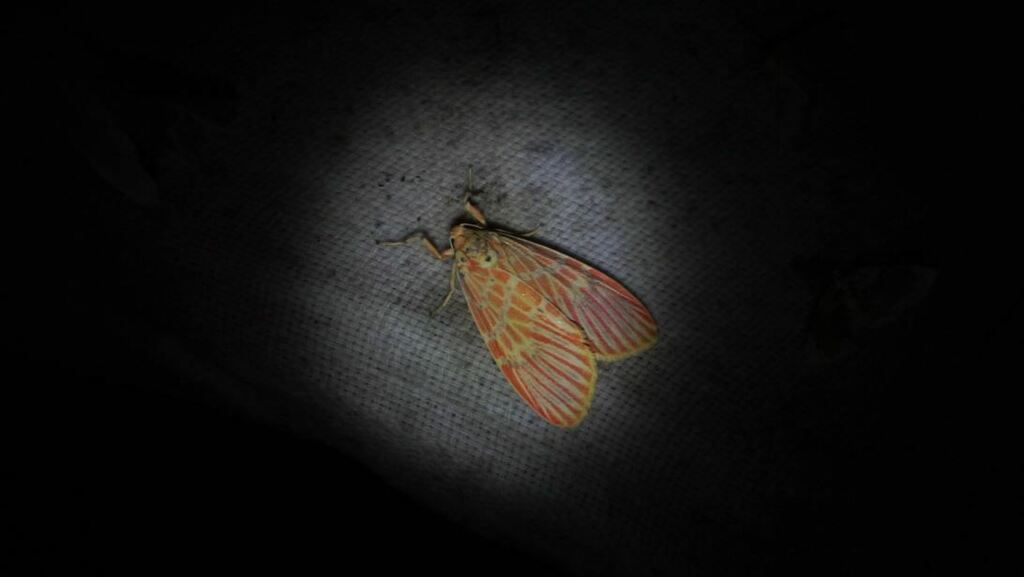 Barsine from Mariyang H.Q. 791002 on May 20, 2022 at 11:55 AM by Dev ...