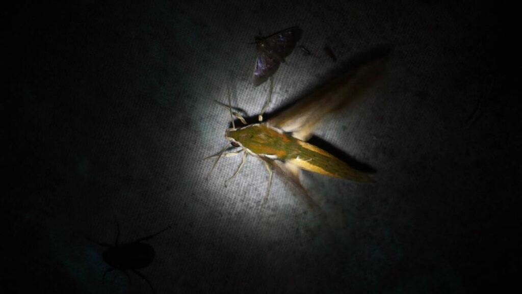 Yam Hawkmoth from Mariyang H.Q. 791002 on May 20, 2022 at 11:55 AM by ...