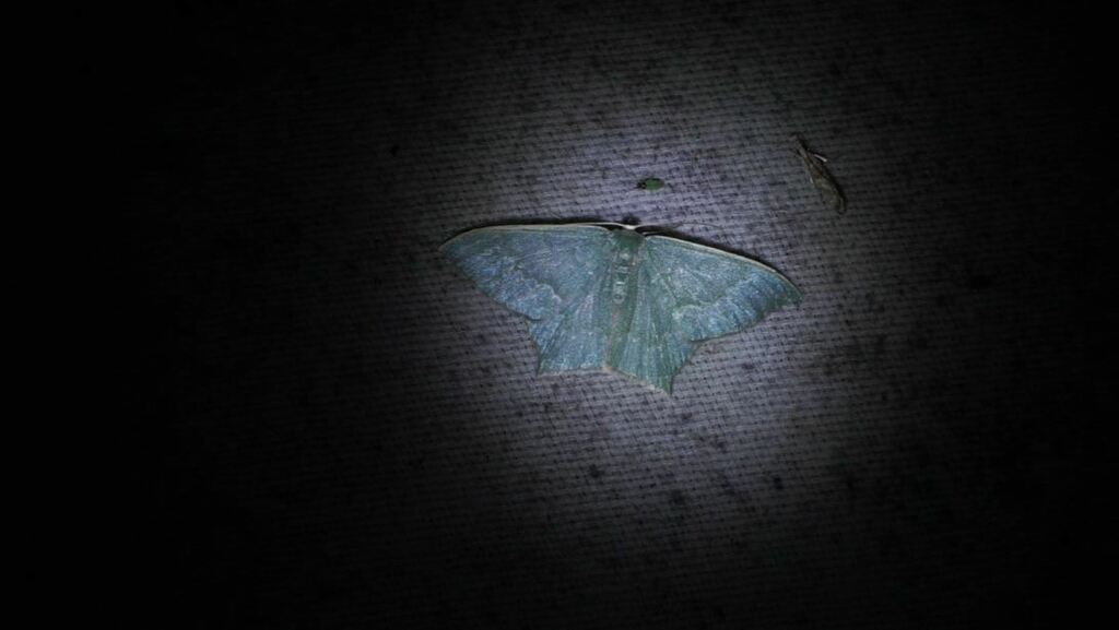 Hemitheini from Mariyang H.Q. 791002 on May 20, 2022 at 11:55 AM by Dev ...