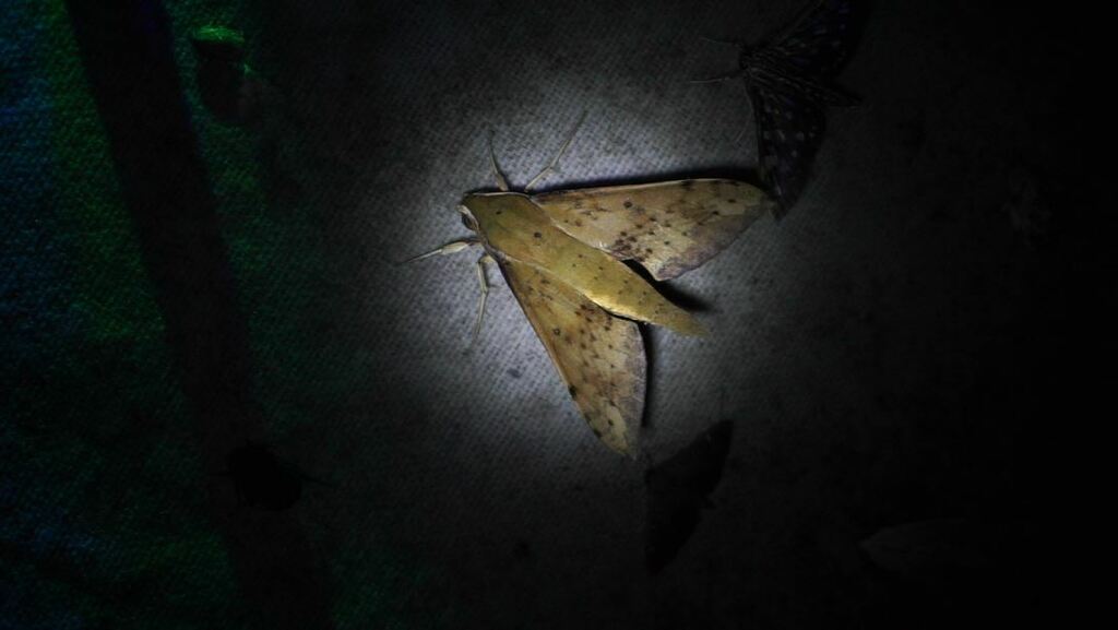 Rhagastis from Mariyang H.Q. 791002 on May 20, 2022 at 11:55 AM by Dev ...