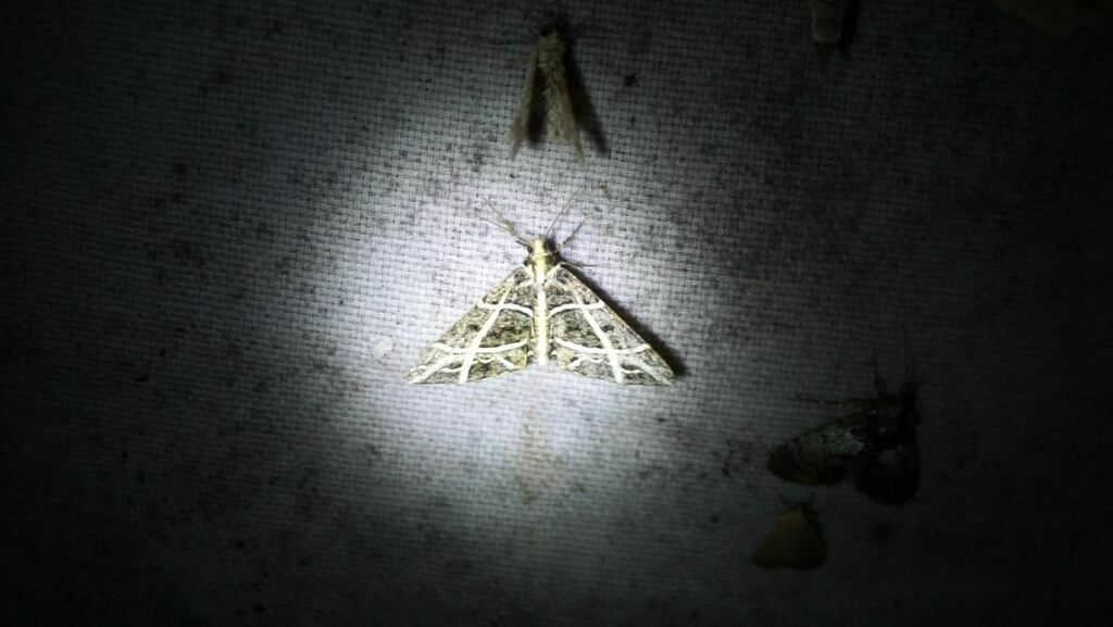 Arichanna transfasciata from Mariyang H.Q. 791002 on May 20, 2022 at 11 ...