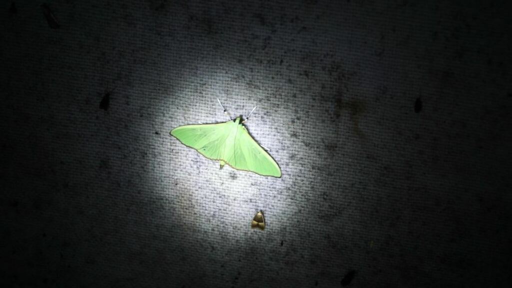 Parotis from Mariyang H.Q. 791002 on May 20, 2022 at 11:55 AM by Dev ...