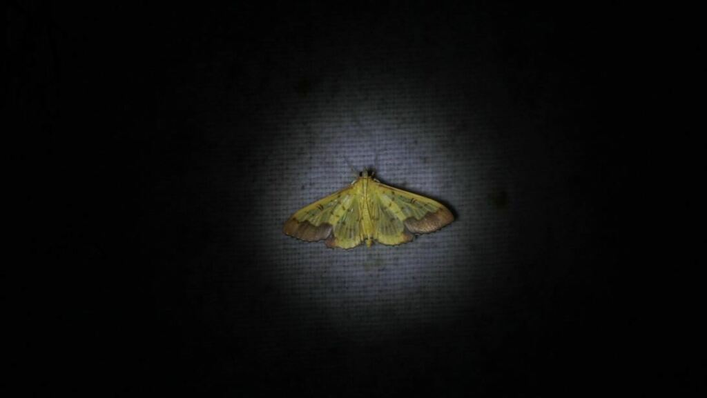 Meroctena tullalis from Mariyang H.Q. 791002 on May 20, 2022 at 11:55 ...