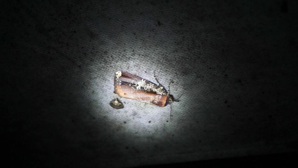 Callyna semivitta from Mariyang H.Q. 791002 on May 20, 2022 at 11:55 AM ...