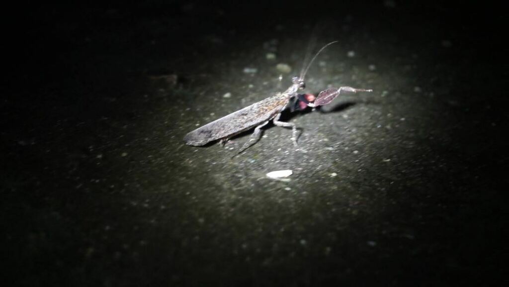 Astyliasula inermis from Mariyang H.Q. 791002 on May 20, 2022 at 11:55 ...