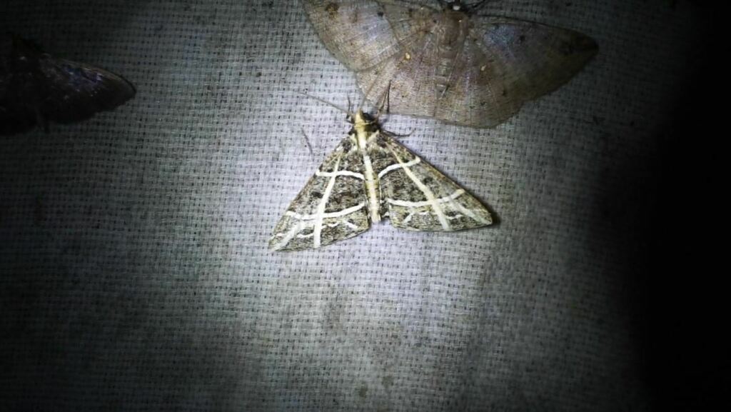 Arichanna transfasciata from Mariyang H.Q. 791002 on May 20, 2022 at 11 ...